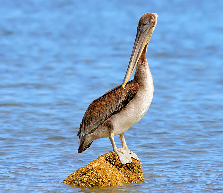 Pelican Posing - By Marcus Armani - Canon 30D Camera